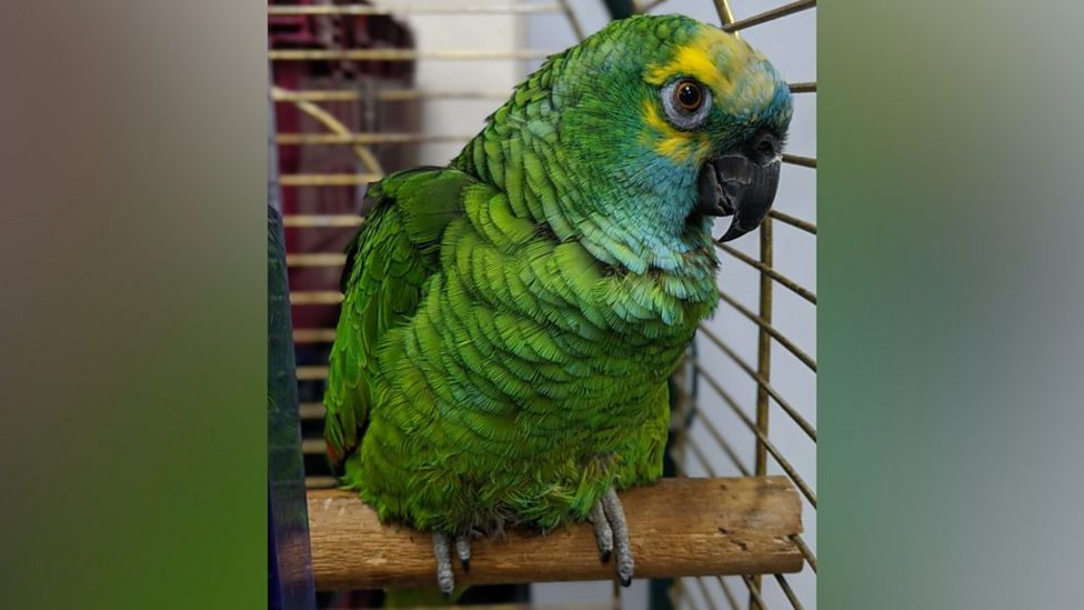 'Depressed' parrot swears after finding new home - BBC News