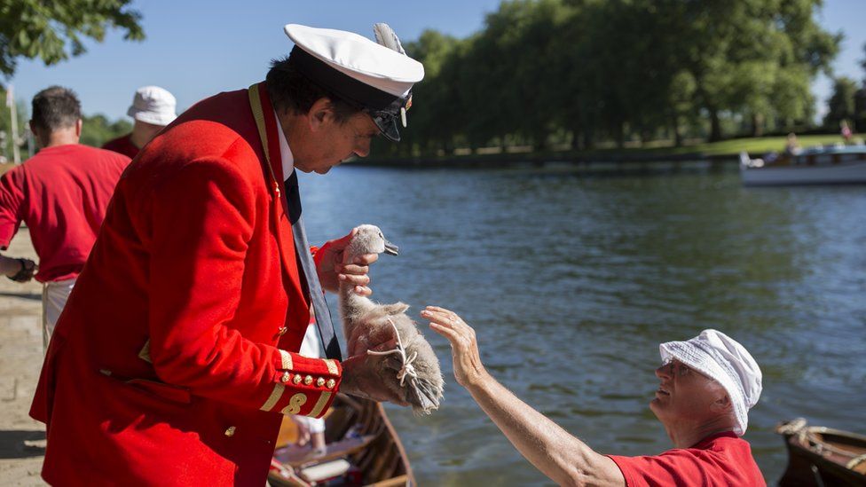 Annual Royal Swan Upping takes place on River Thames - BBC Newsround