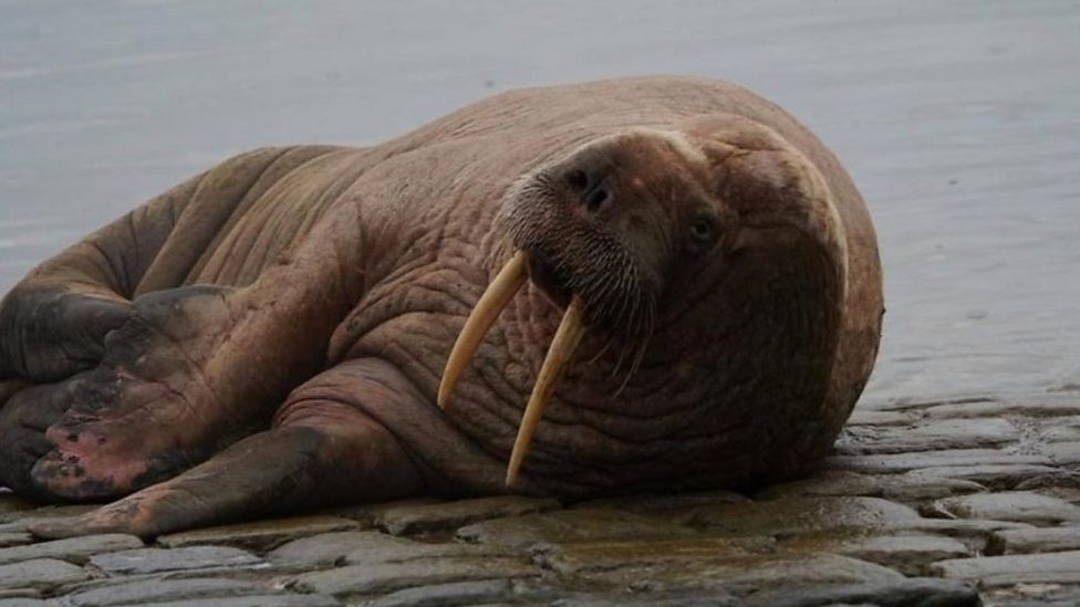 Thor the walrus leaves Blyth after overnight harbour stay - BBC News