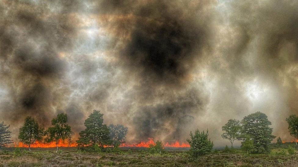 Army explosives training caused forest fire at Hampshire camp, says MoD ...