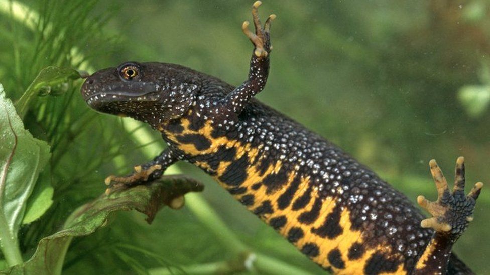 Bishopstoke: Rare newts encouraged to breed in new pond plans - BBC News