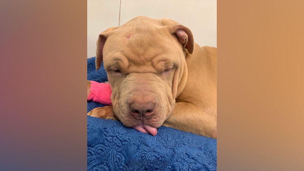 Birmingham man attacked puppy until it had to be put down - BBC News