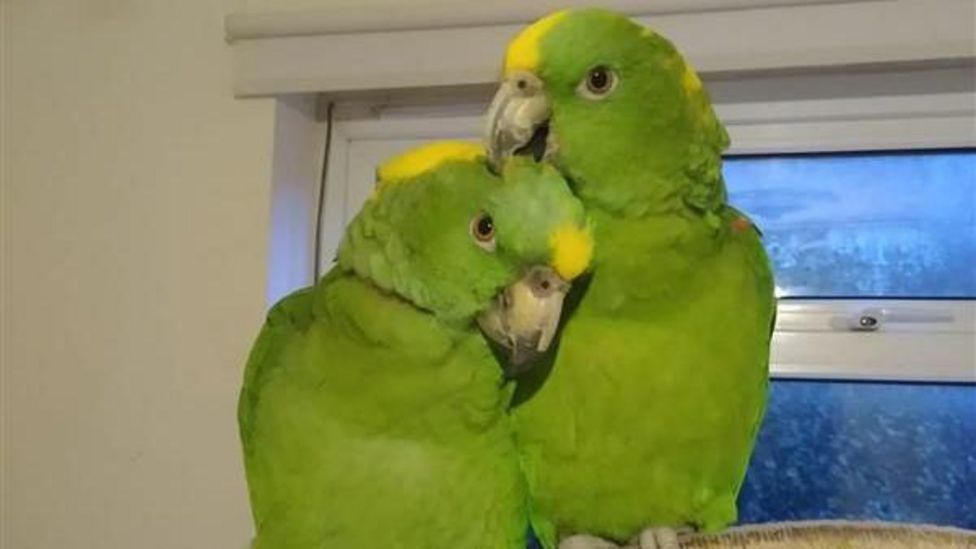 Woodstock: Parrot owner renews appeal to find missing bird - BBC News