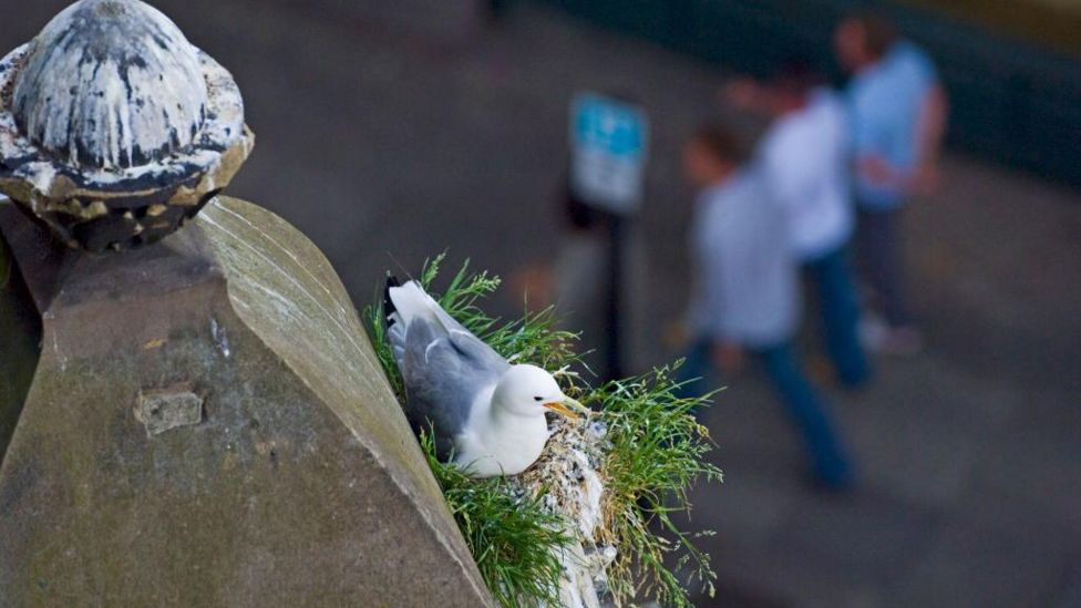 Bird poo bridge: Nine tonnes of mess removed from Tyne Bridge - BBC ...