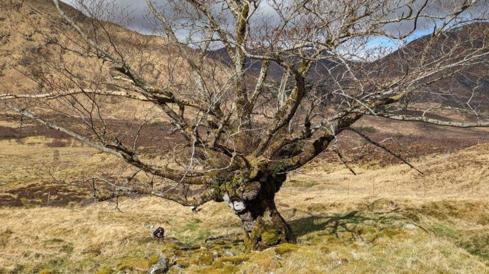 'Lord of the Rings' tree joined by wych elm seedlings - BBC News
