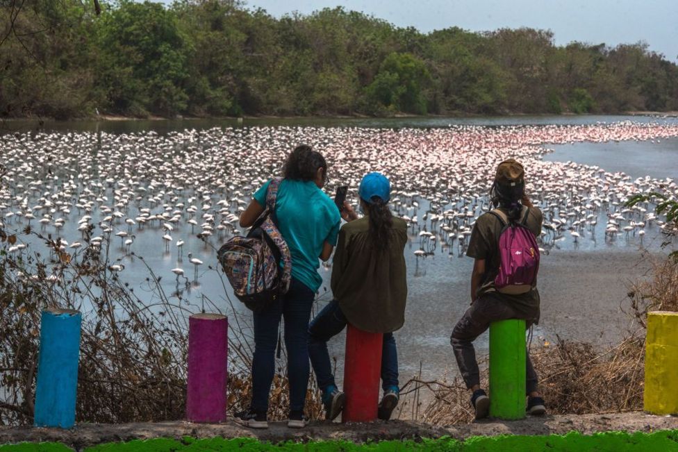 Mumbai: Dozens of flamingos dead after being hit by plane - BBC News