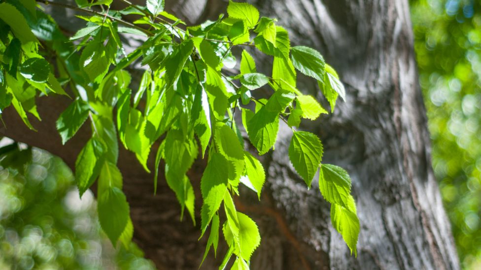 Dutch elm: Disease-resistant strain give hope of elm recovery - BBC News