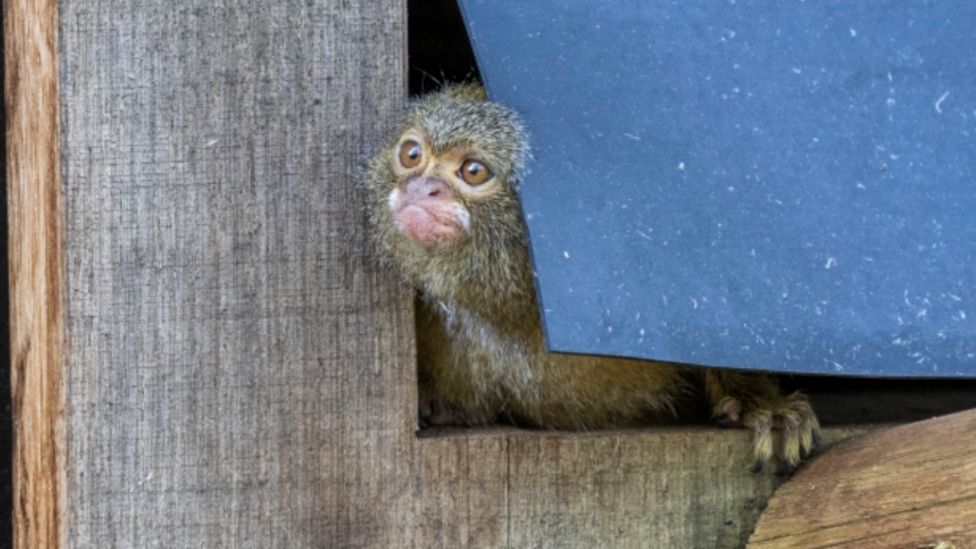 West Midlands Safari Park need names for its tiny monkeys - BBC News