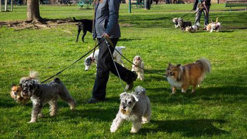 Tower Hamlets considers new rules to tackle 'out-of-control' dogs - BBC ...