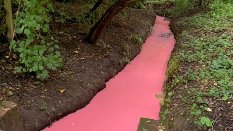 Pink stream in Tiverton caused by binned paint - BBC News