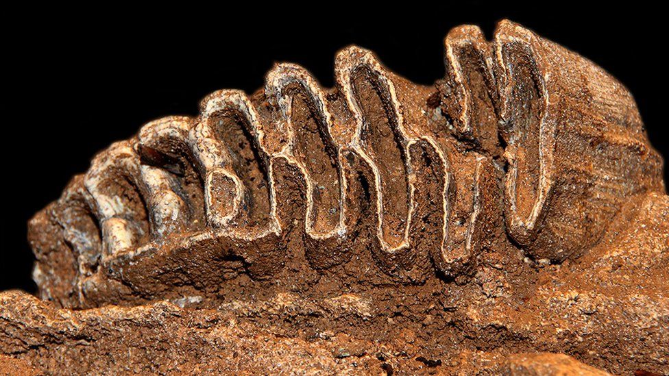 Thieves steal 100,000-year-old elephant tooth fossil - BBC News