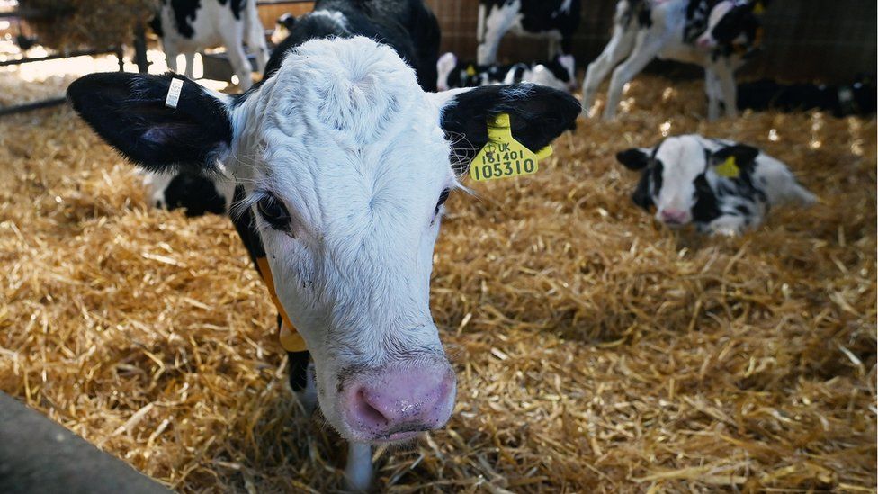 Agor cwt sy'n gwerthu llefrith tec-awe yn Nhreffynnon - BBC Cymru Fyw