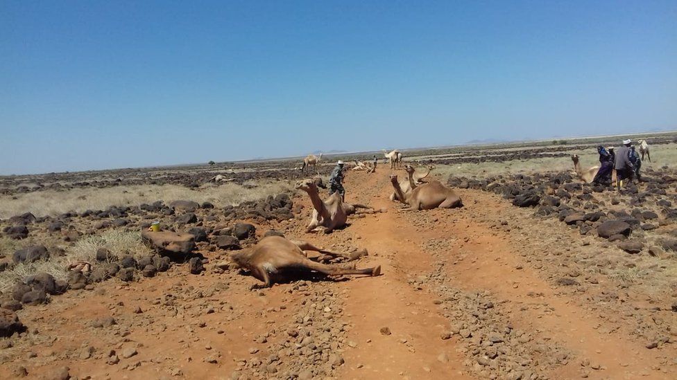 Kenyans mourn mass camel 'poisoning' - BBC News