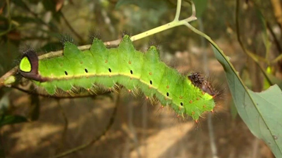 University of Leicester research aims to 'save silk trade in India ...