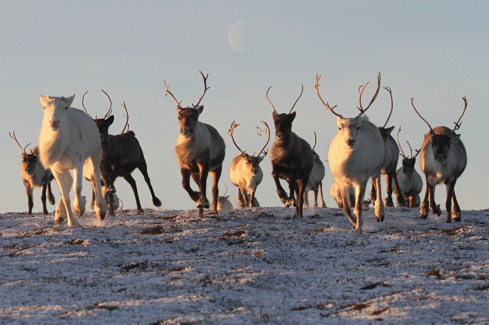 The reindeer that call Scotland's Cairngorms home - BBC News