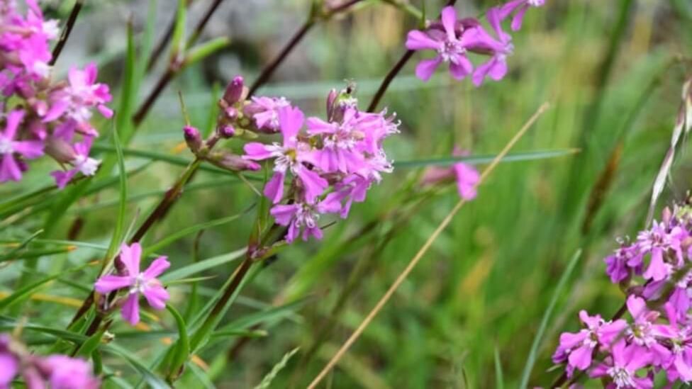 Sticky catchfly: Numbers of rare plant treble in Ochil Hills - BBC News