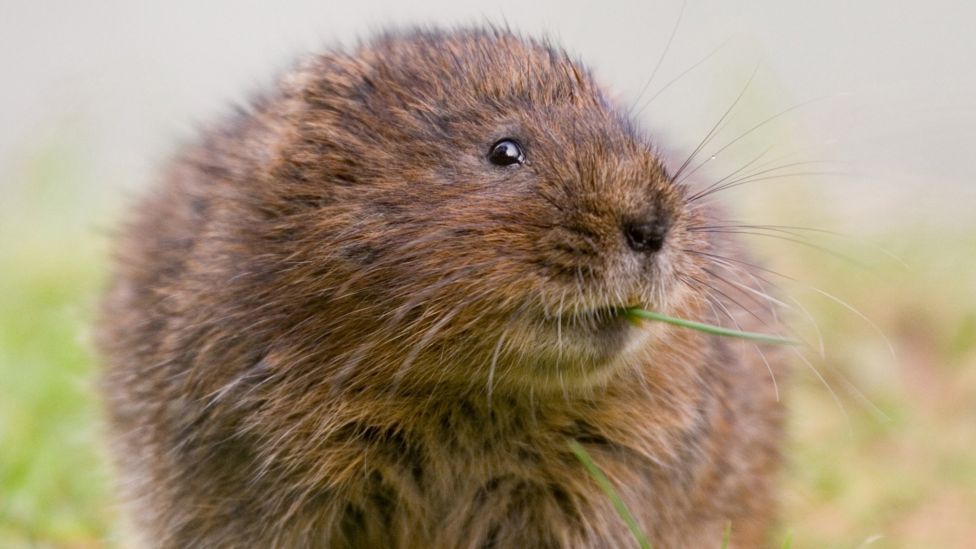 Water voles: National Trust releasing 100 in Yorkshire Dales - BBC News