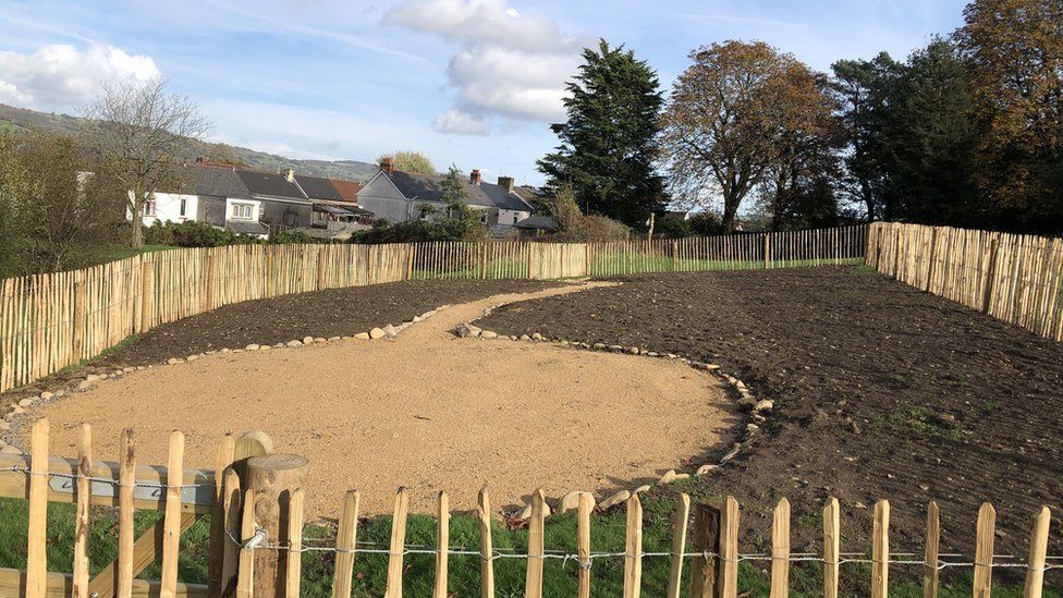 Climate change: Tiny forest planted in Caerphilly park - BBC News