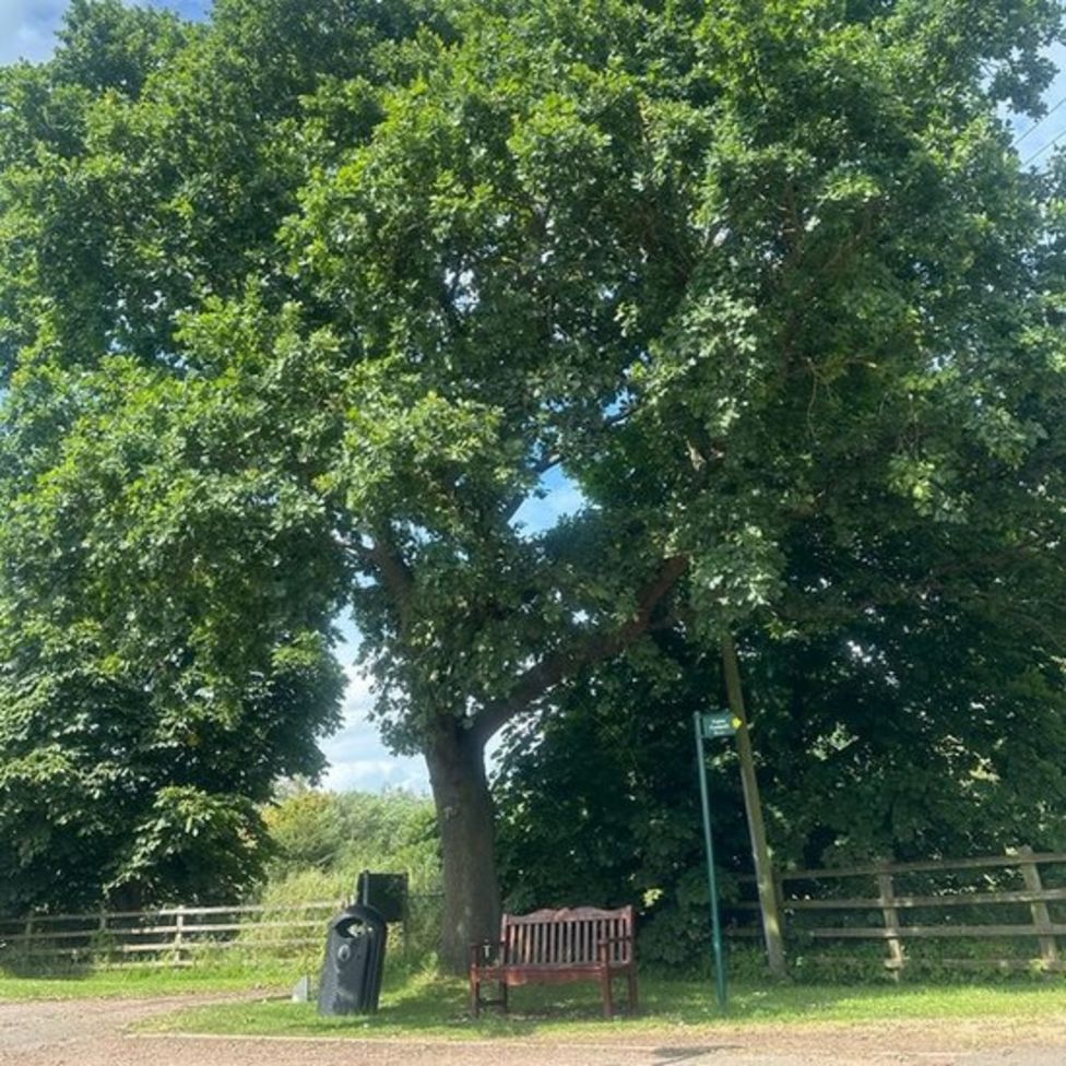 Cossington: Protest against plan to fell Winston Churchill tree - BBC News