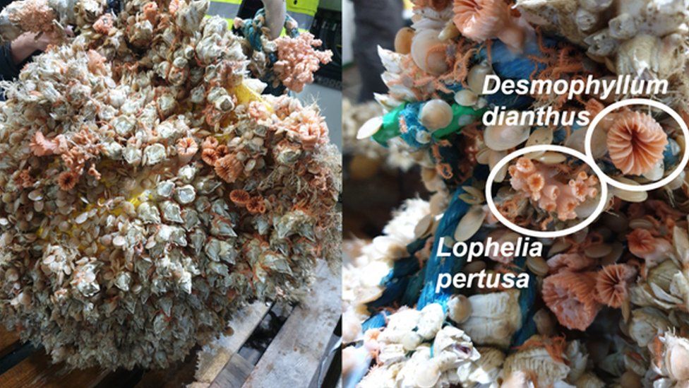 New coral growths found at damaged deep sea reef off Scotland - BBC News