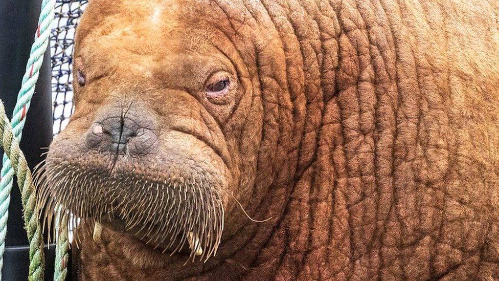 Massive walrus spotted in the Inner Hebrides - BBC News