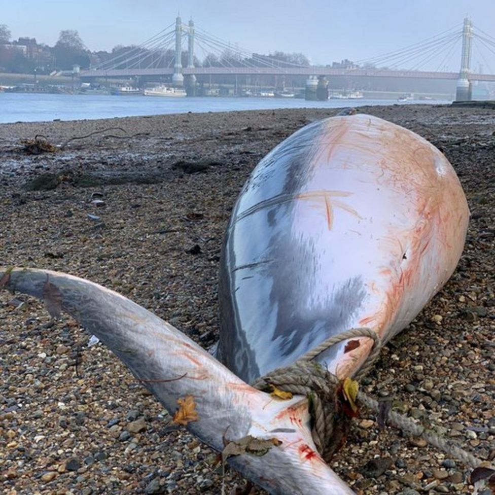 Battersea Bridge whale found motionless on shore - BBC News