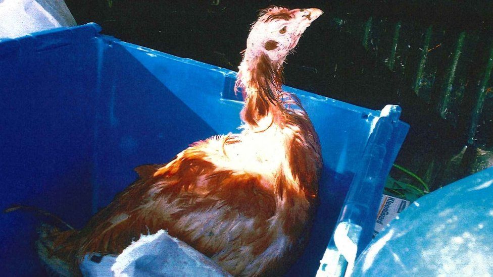 Egg company director jailed over death of 2,000 hens - BBC News