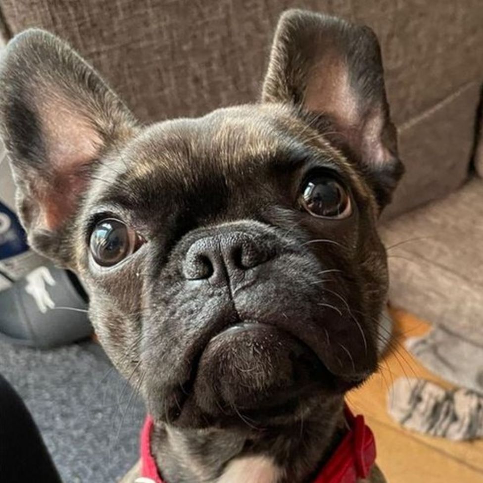 Vet prices: 'I spent £12,000 on my pug' - BBC News