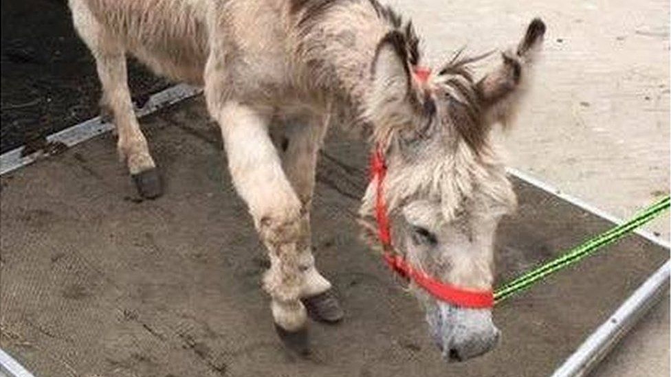 Donkey's tail cut off in 'barbaric' Haverfordwest attack - BBC News