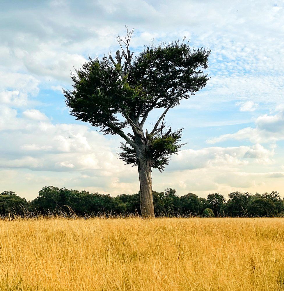 England's Big Picture: 13 September - 19 September - BBC News