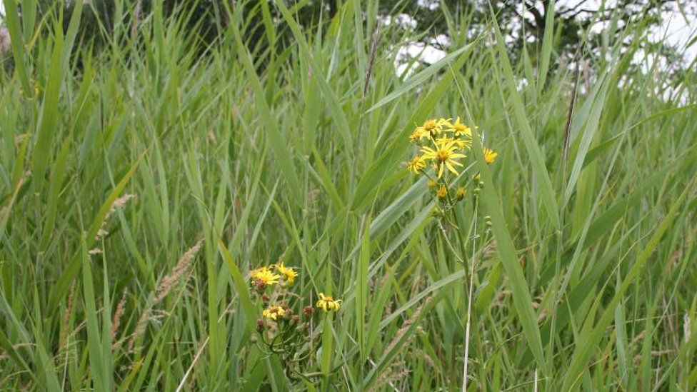 Road verges 'last refuge' for plants - conservation charity - BBC News