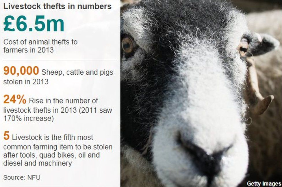 How sheep 'thefts' hit one North East rural community - BBC News