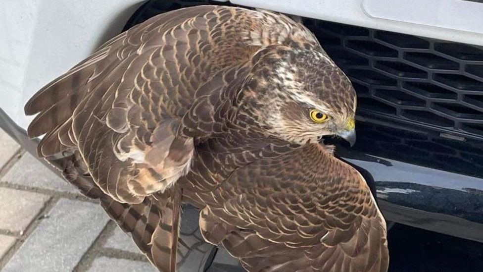 Isle of Man: Bird of prey's lucky escape after being stuck on front of ...