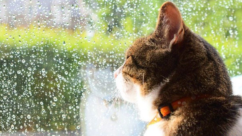 Animals in weather 2018 - BBC Weather