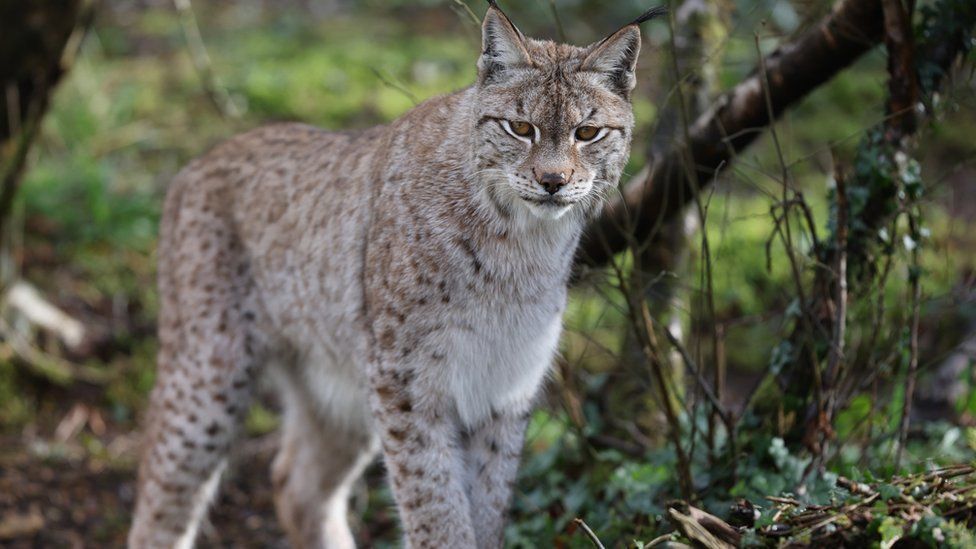 Could wolves and lynx return to Ireland's countryside? - BBC News