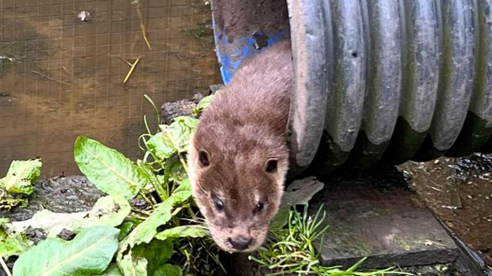 Orphaned otter given second chance by Skye sanctuary - BBC News