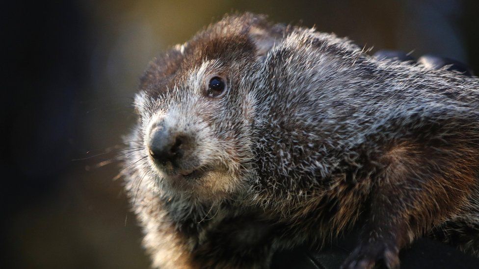 Groundhog Day: What is it and why is it celebrated? - BBC Newsround
