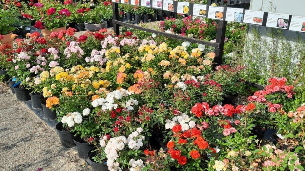 UK's oldest rose-growing firm Cants of Colchester to close - BBC News