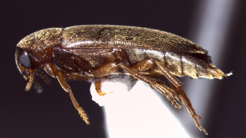 Girl's false darkling beetle added to Oxford museum - BBC News