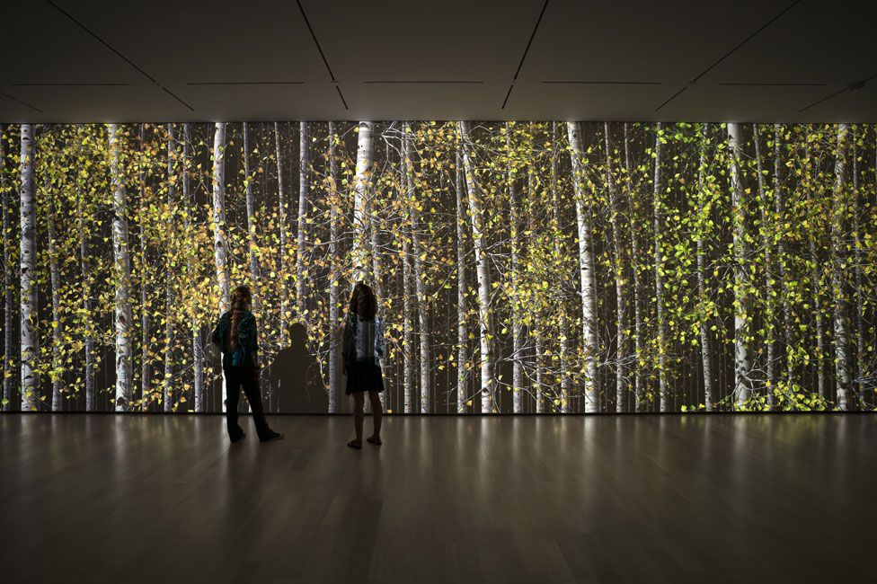 The exhibition celebrating the knotty wonder of trees - BBC News