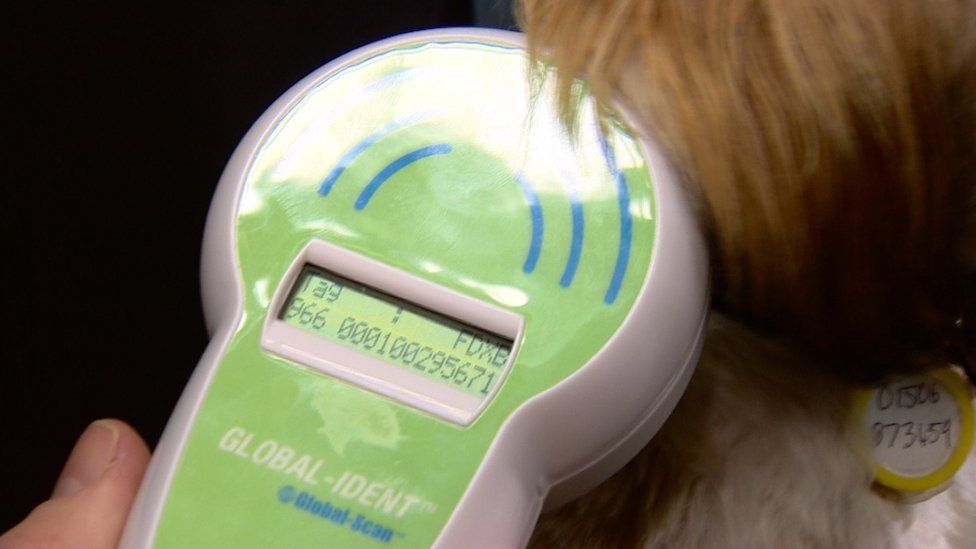 New law makes dog microchipping compulsory - BBC News