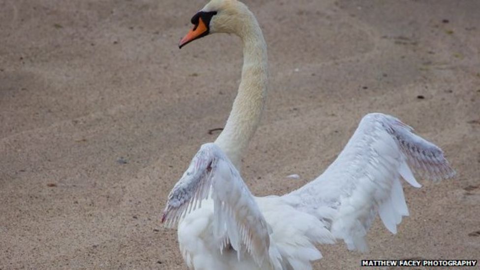 Mevagissey 'tourist' swings swan round by neck - BBC News