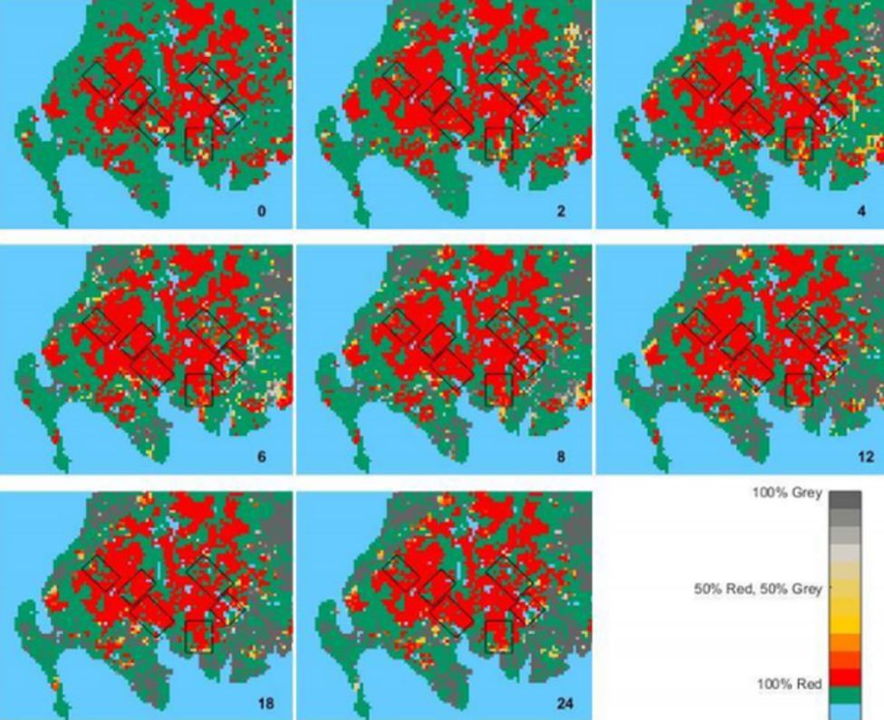 Maths helps fight to save red squirrels in southern Scotland - BBC News