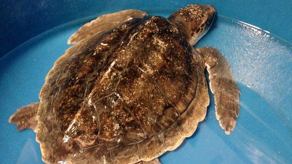 Bristol Aquarium gives life-saving help to sea turtle - BBC News
