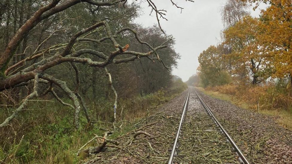 Greater Anglia train services resume after tree falls on line - BBC News