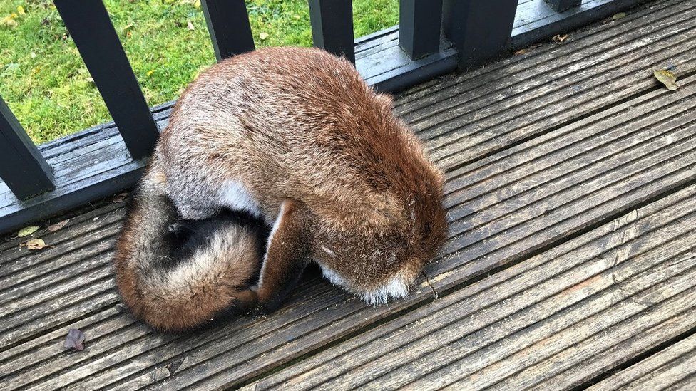 Fox has head freed from hole in decking in Luton - BBC News