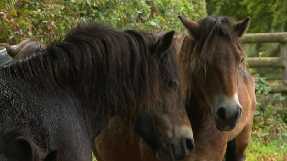 Gene bank project set to 'futureproof' Exmoor ponies - BBC News