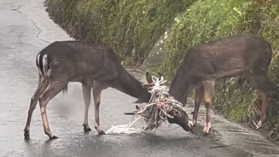 Dartmoor deer locked in tangled netting block road - BBC News