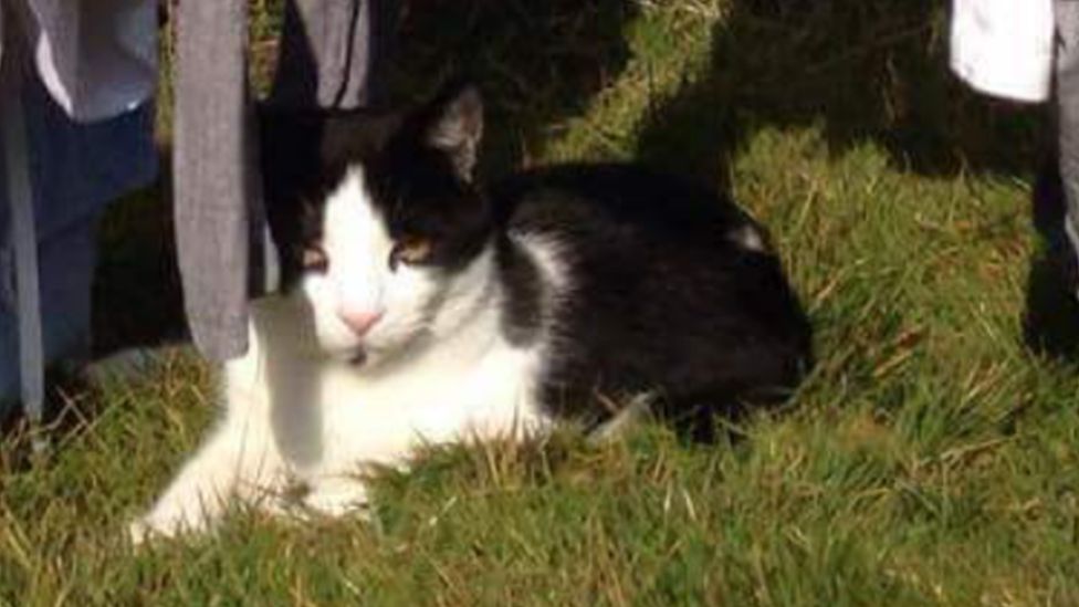 Teenager charged following cat killing in Surrey - BBC News