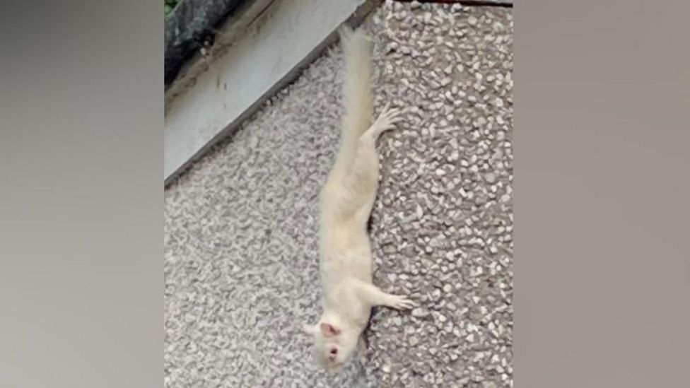 White squirrel: Rare rodent spotted on Ystrad Mynach wall - BBC News